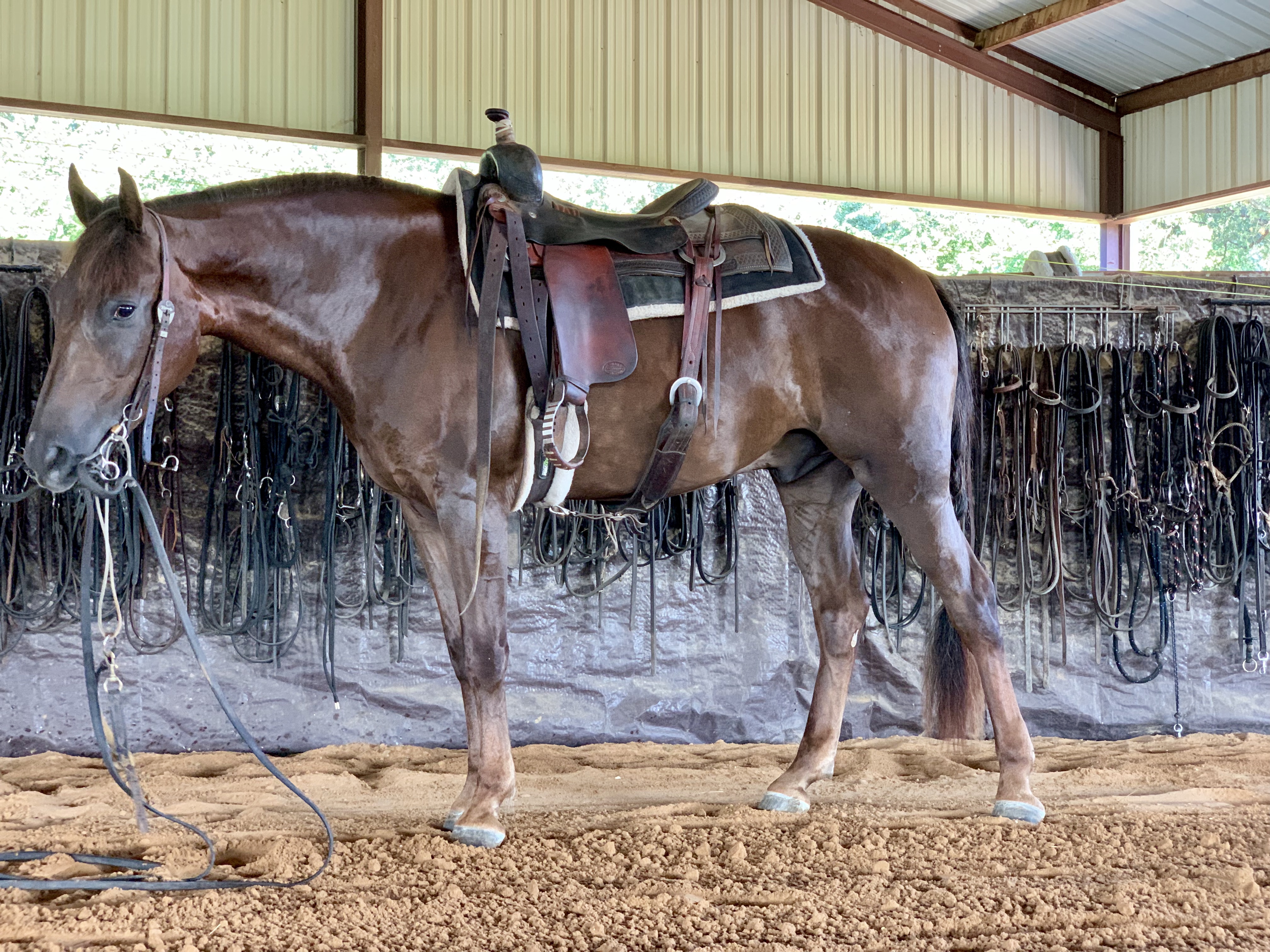 Western Working Morgan Horse – Oklahoma Equine Law