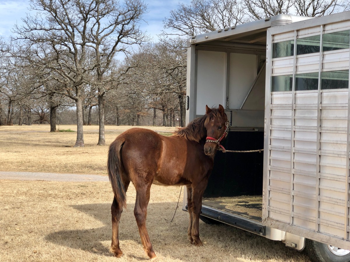 Do you need a commercial driver’s license (CDL) to haul your horse ...